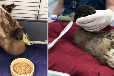 ദിവസവും പത്ത് തവണ വരെ സെക്സ് താറാവിന്‍റെ ലിംഗം പരിശോധിച്ച ഡോക്ടര്‍മാര്‍ പറഞ്ഞത് Duck