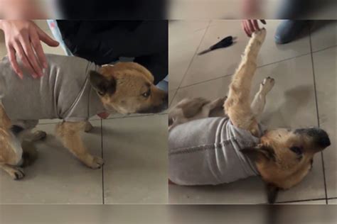天太冷主人给狗狗穿上衣服，不料下一秒好似被封印，场面惹爆笑