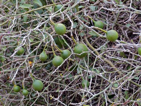 Caper Fruit