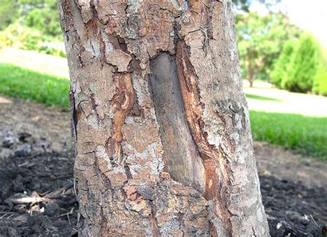 Understanding Sunscald On Trees Causes And Treatment