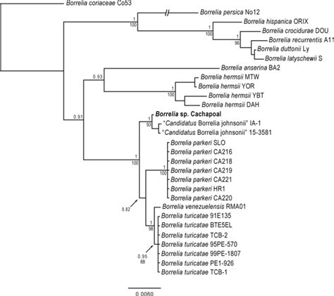 Maximum Likelihood Ml And Bayesian Inferred Phylogenetic Tree For