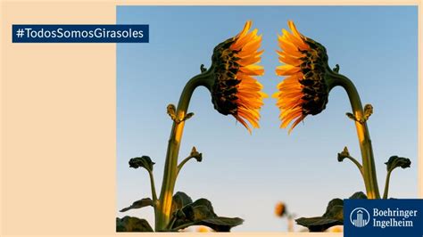 Ana Ambrus Posted On Linkedin