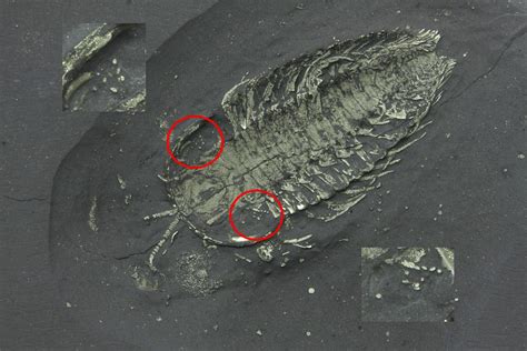 Pyritized Triarthrus Trilobite With Appendages And Eggs 38974 For Sale Pyritized Triarthrus Trilobite With Appendages And Eggs 38974 For Sale