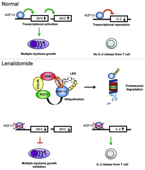 Lenalidomide Induces Degradation Of Ikzf1 And Ikzf3 Abstract Europe Pmc