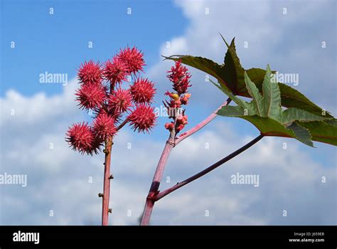 Seed Vessel Blue Leaf Tree Green Leaves Cloud Sperm Palm Tree Sting