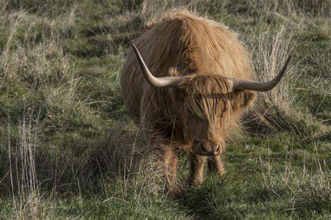 Furry Galloway Cow Free Image Download