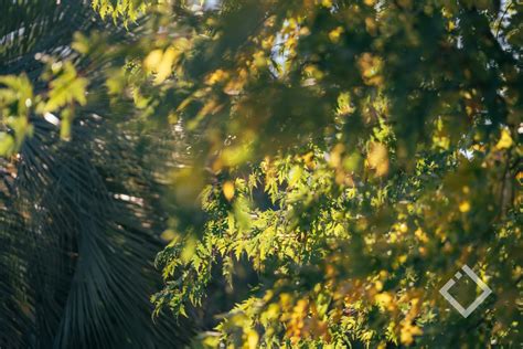 ინფრასტრუქტურული სამუშაოები გონიოს ციხის ტერიტორიაზე Adjara Tv