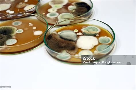 효모의 식민지 곰팡이 임상 샘플에서 곰팡이 테스트 페트리 접시의 몰트 추출물 아가는 성장 매체를 사용하여 에어 룸에서 오염 된 환경조사를 분리하고 육성합니다 0명에 대한