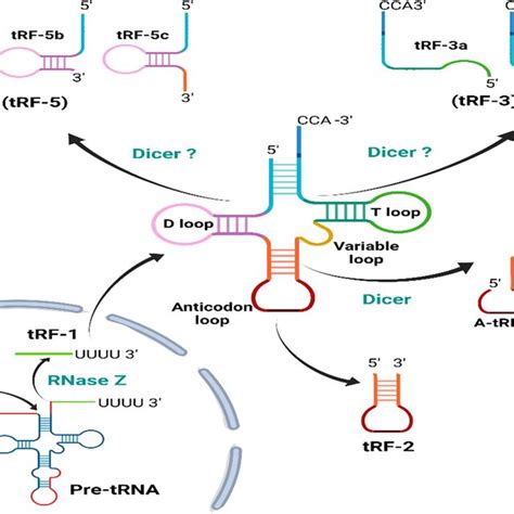 TRFs Biogenesis From Pre And Mature TRNA Download Scientific Diagram