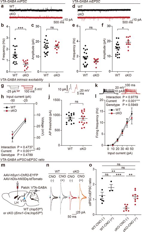 Emx1 Creirsp53flfl Vta Gaba Neurons Show Decreased Inhibition By Download Scientific Diagram