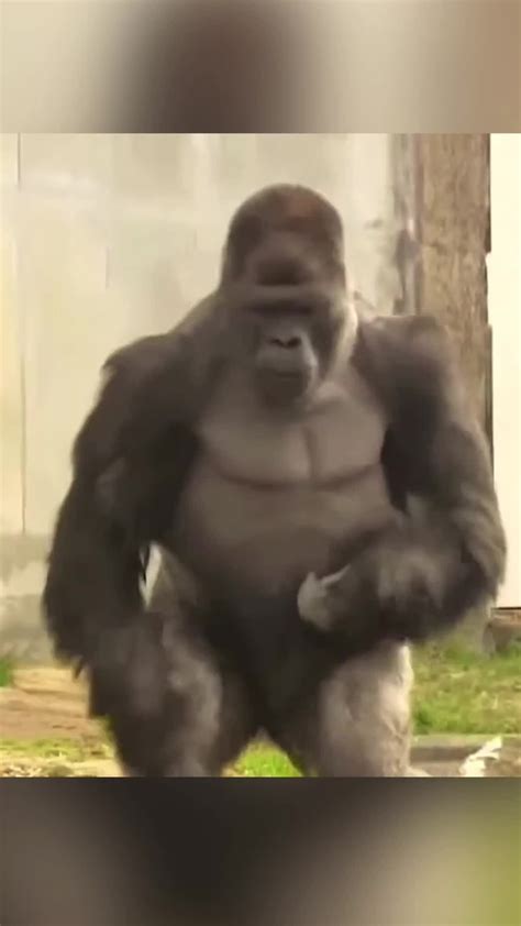 Gorilla On Pinno