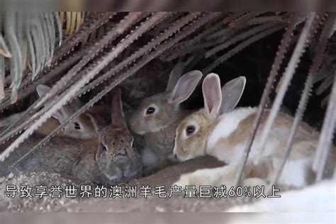 澳洲野兔泛滥成灾，出动武器都拿它没办法，中国吃货：给我试试武器野兔办法