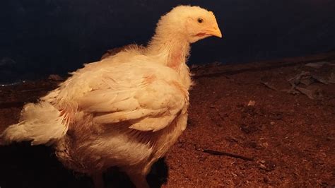 পল্ট্রি মুরগী বাচ্চা পালন মুরগিপালন মুরগী ব্রয়লার ব্রয়লার মুরগি Youtube