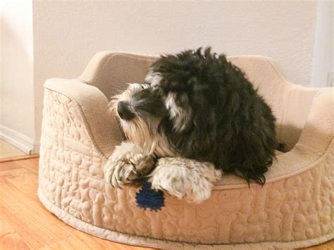 Dexter 9 Month Cockapoo Pup Comfy In His Bed