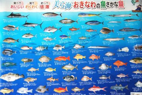 沖縄かりゆしショッピングプラザ 県魚ポスター美ら海 おきなわの魚さかな魚大型