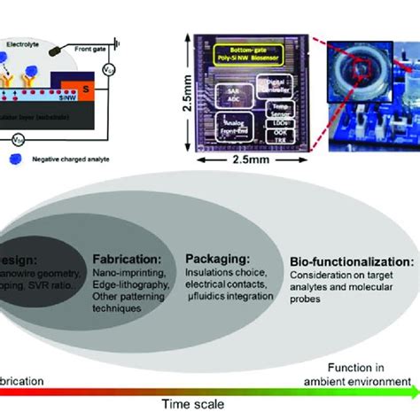 Pdf Cmos Compatible Silicon Nanowire Field Effect Transistor Biosensor Technology Development