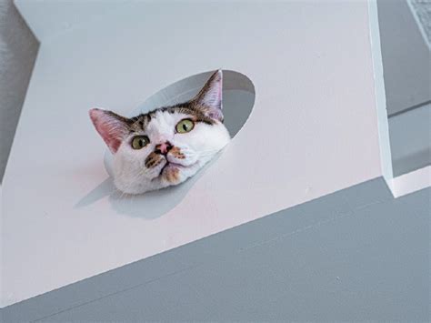 老猫ホームとホスピス併設の保護猫カフェ 困っている猫が穏やかに暮らせる場所に 「犬や猫ともっと幸せに」をコンセプトにしたwebメディア「sippo」