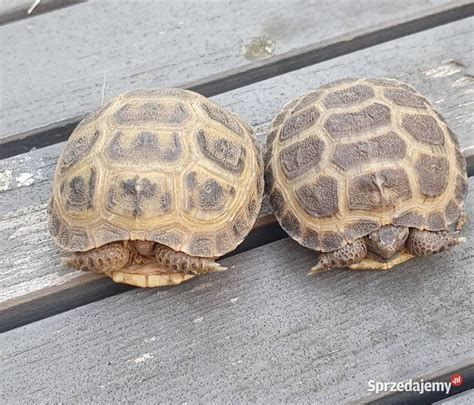 Żółw Stepowy Katowice Sprzedajemy Pl