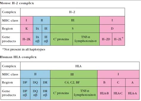 Mhc Molecules Major Histocompatibility Complex Definition Properties Class Types