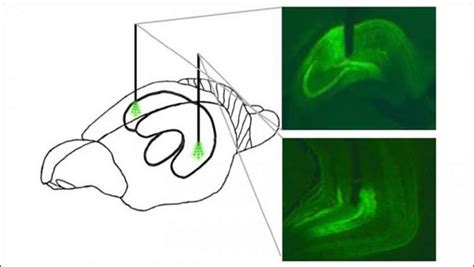 Memory Of Last Meal Influences How Much Is Eaten Next Rat Study Neuroscience News