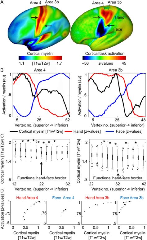 Relationship Between Cortical Myelination And Cortical Task Activation Download Scientific