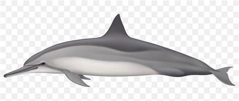 Spinner Dolphin Striped Dolphin Short Beaked Common Dolphin Common