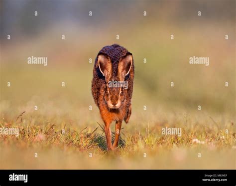 Hare Running Hi Res Stock Photography And Images Alamy