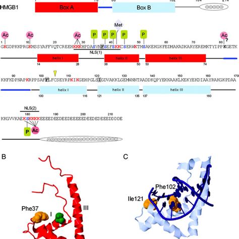 Pdf Hmgb Proteins Interactions With Dna And Chromatin