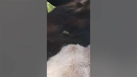 Hypoderma Bovİs Youtube