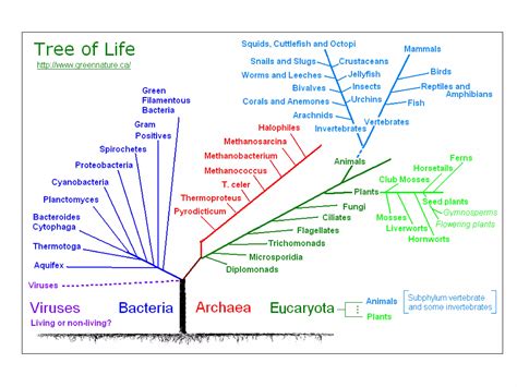 Chc Theory 101 From General Intelligence G To Chc Theory Pptx