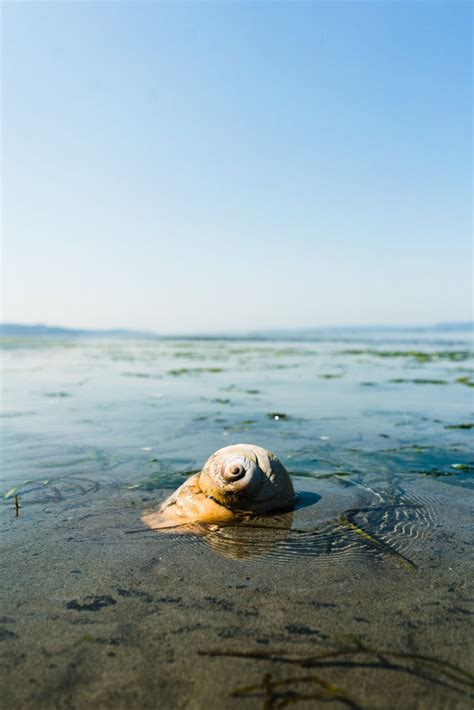 Close Encounters Of The Snail Kind The Fascinating Lewis Moon Snail