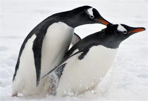 Secret Sex Life Of Pervert Penguins Was Censored From South Pole