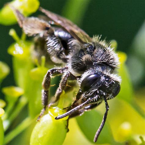 Mining Bee Andrena Bugguidenet