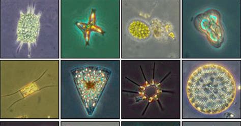 식물성 플랑크톤 지구온난화 해결사인줄 알았는데 아니었어