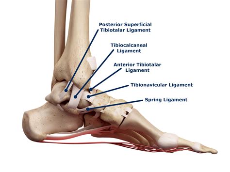 The Deltoid Ligament Rehab 49