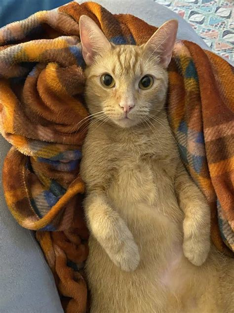 Need To Rehome Amazing Male Tabby Petclassifieds