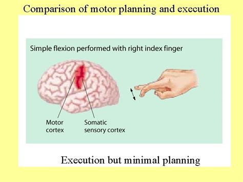 Motor Control Importance Of Motor Control All Of