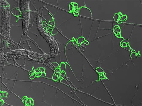 Unveiling The Carnivorous Side Of Fungi Arthrobotrys Oligosporas Predatory Lifestyle Scitke