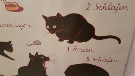 Katzenposter In 85604 Zorneding Für Gratis Zum Verkauf Shpock De