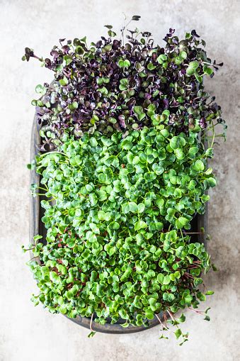 트레이에 마이크로 그린의 다른 유형 집에서 씨앗 발아 비건 및 건강한 식습관 유기농 생 마이크로그린 맨 위 보기입니다 개념에 대한 스톡 사진 및 기타 이미지 Istock