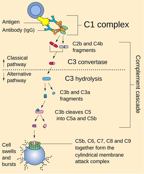 Complement System Alchetron The Free Social Encyclopedia