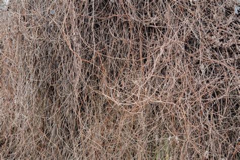 Dense Tangle Of Dry Twisted Vines In Autumn Stock Image Image Of