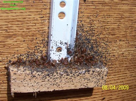 Bed Bug Scenario 1 Environmental Pest Management