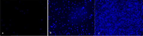 Dapi Nuclear Staining Was Used To Determine Apoptosis In Molt4 Cells Download Scientific