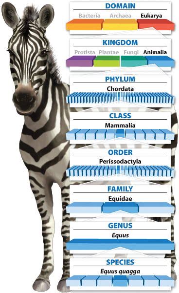 Classification1209