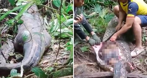 mother of four swallowed whole by python in indonesia