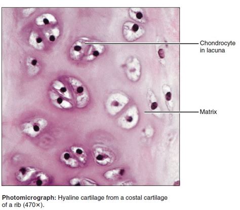 Hyaline Cartilage Connective Tissue
