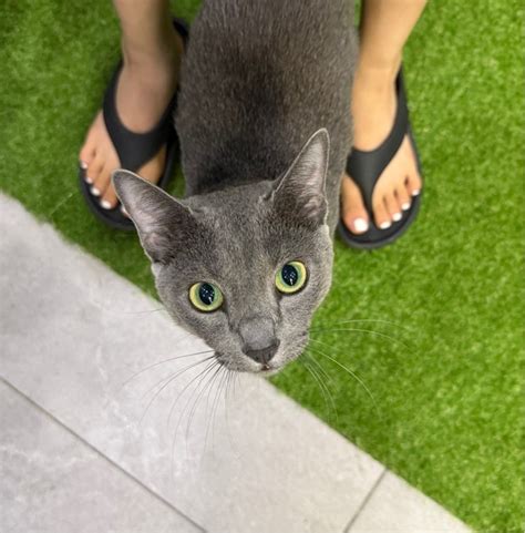 러시안블루 먹물 고양이 책임분양 고양이입양 강아지입양 유기견입양 현황 아이조아보호소