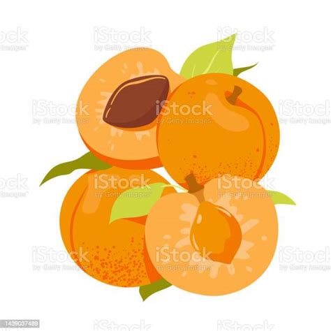 살구 녹색 잎이있는 여름 익은 과일 격리 된 전체 노란색 과일 반으로 자른 복숭아류에 대한 스톡 벡터 아트 및 기타 이미지 복숭아류 피트 스톱 과일 Istock
