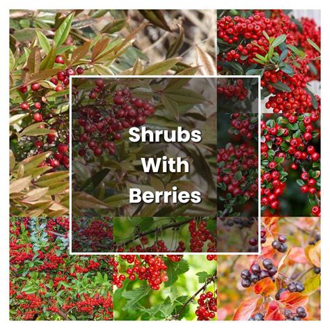 How To Grow Shrubs With Berries Plant Care And Tips Norwichgardener